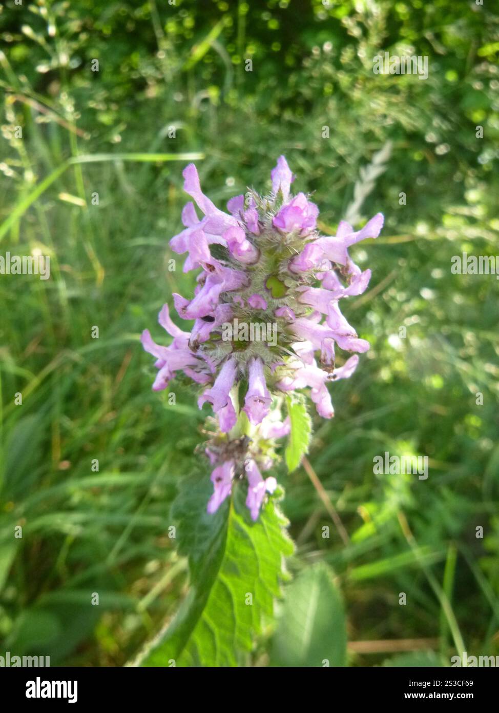 common hedge-nettle (Betonica officinalis Stock Photo - Alamy