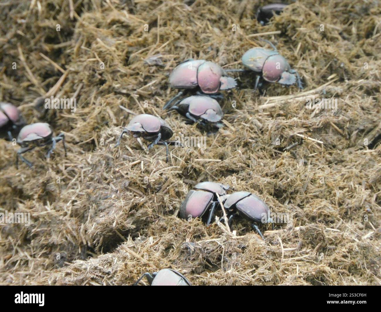 Diurnal Copper Dung Beetle (Kheper nigroaeneus Stock Photo - Alamy