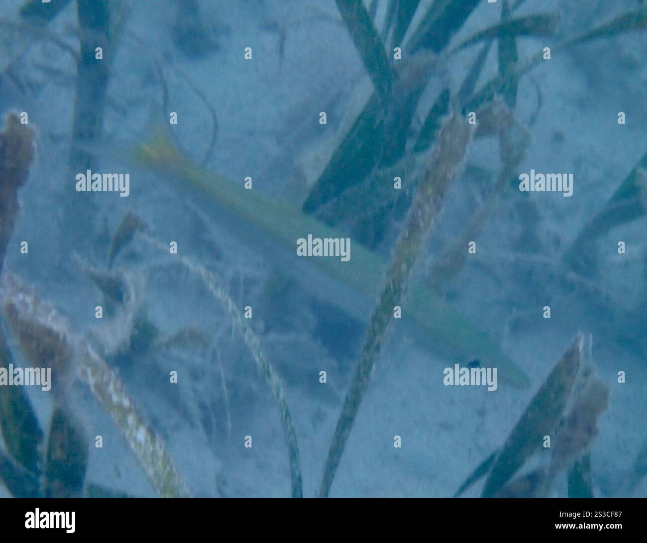 Striped Barracuda (Sphyraena obtusata Stock Photo - Alamy