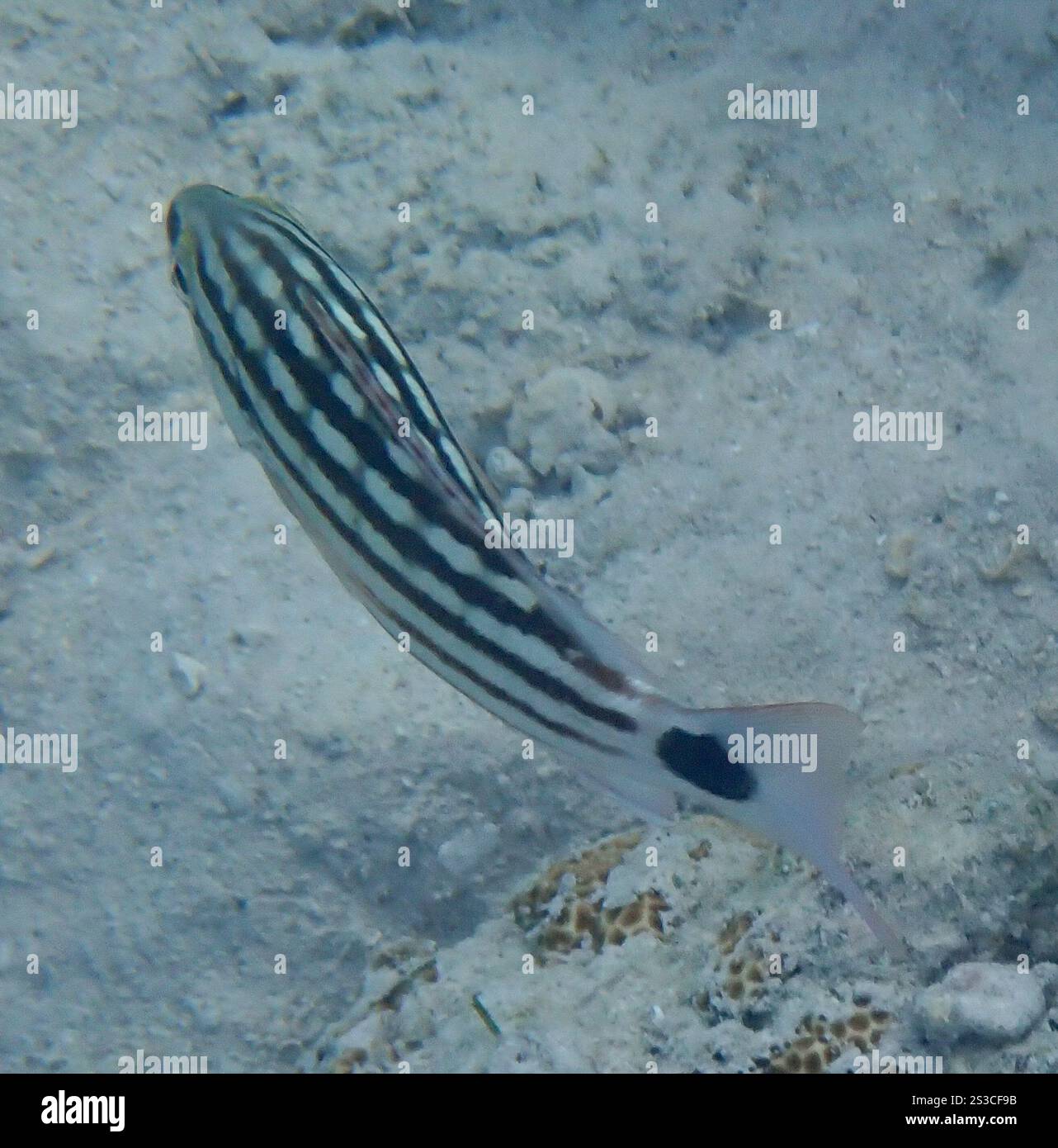 Checkered Snapper (Lutjanus decussatus Stock Photo - Alamy