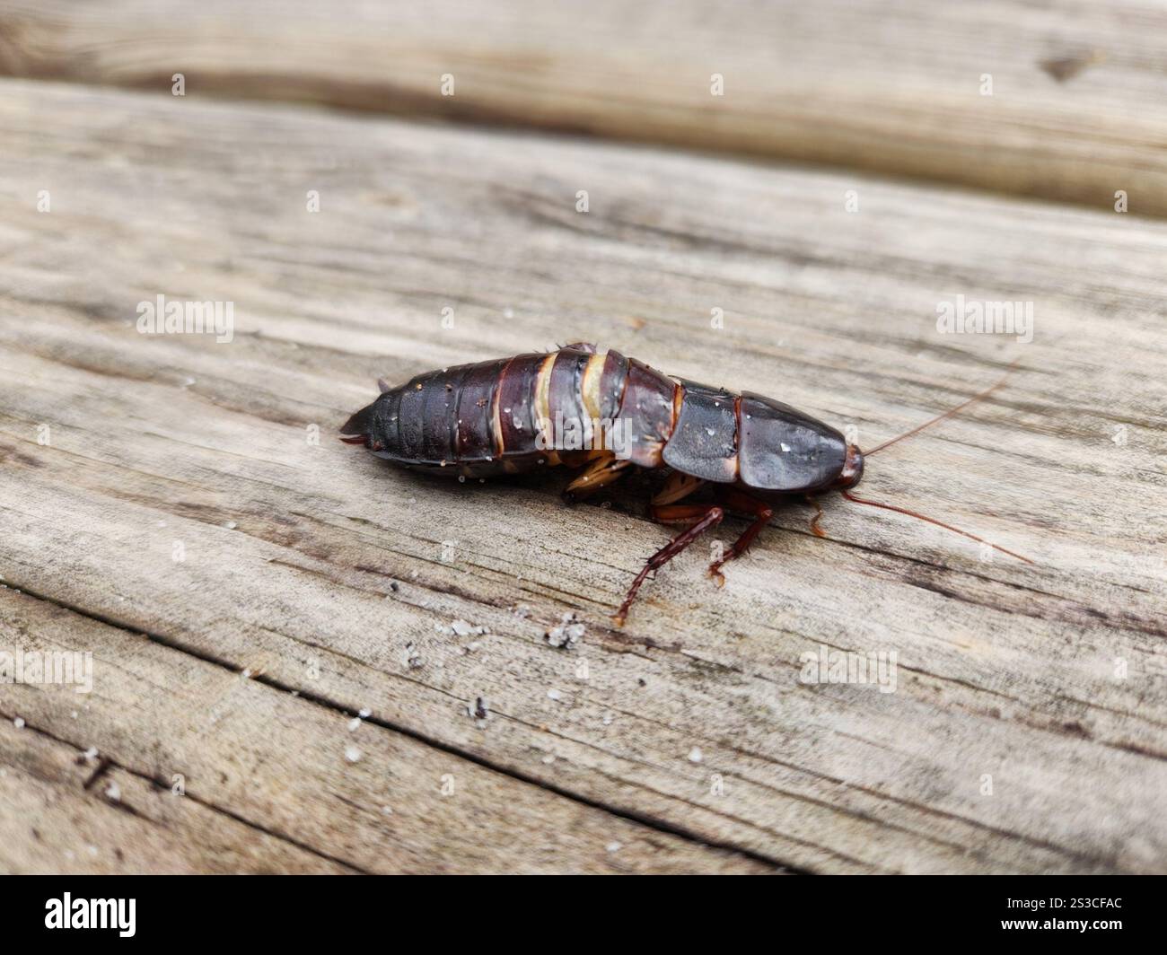 Florida Woods Cockroach (Eurycotis floridana Stock Photo - Alamy