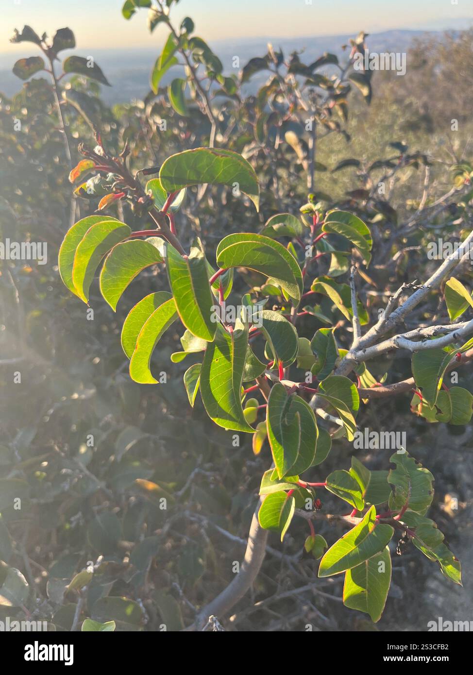 sugar bush (Rhus ovata Stock Photo - Alamy