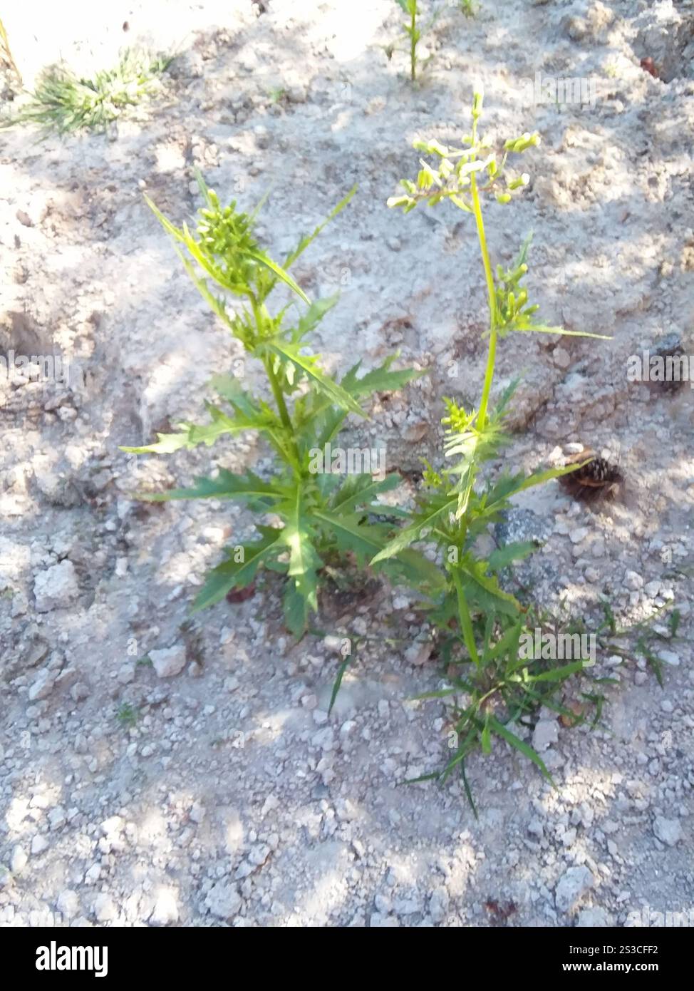 American burnweed (Erechtites hieraciifolius Stock Photo - Alamy