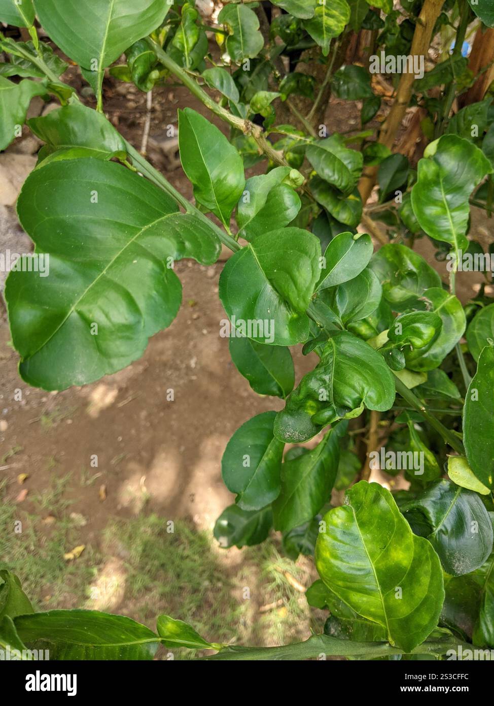 Citrus Bud Mite (Aceria sheldoni Stock Photo - Alamy