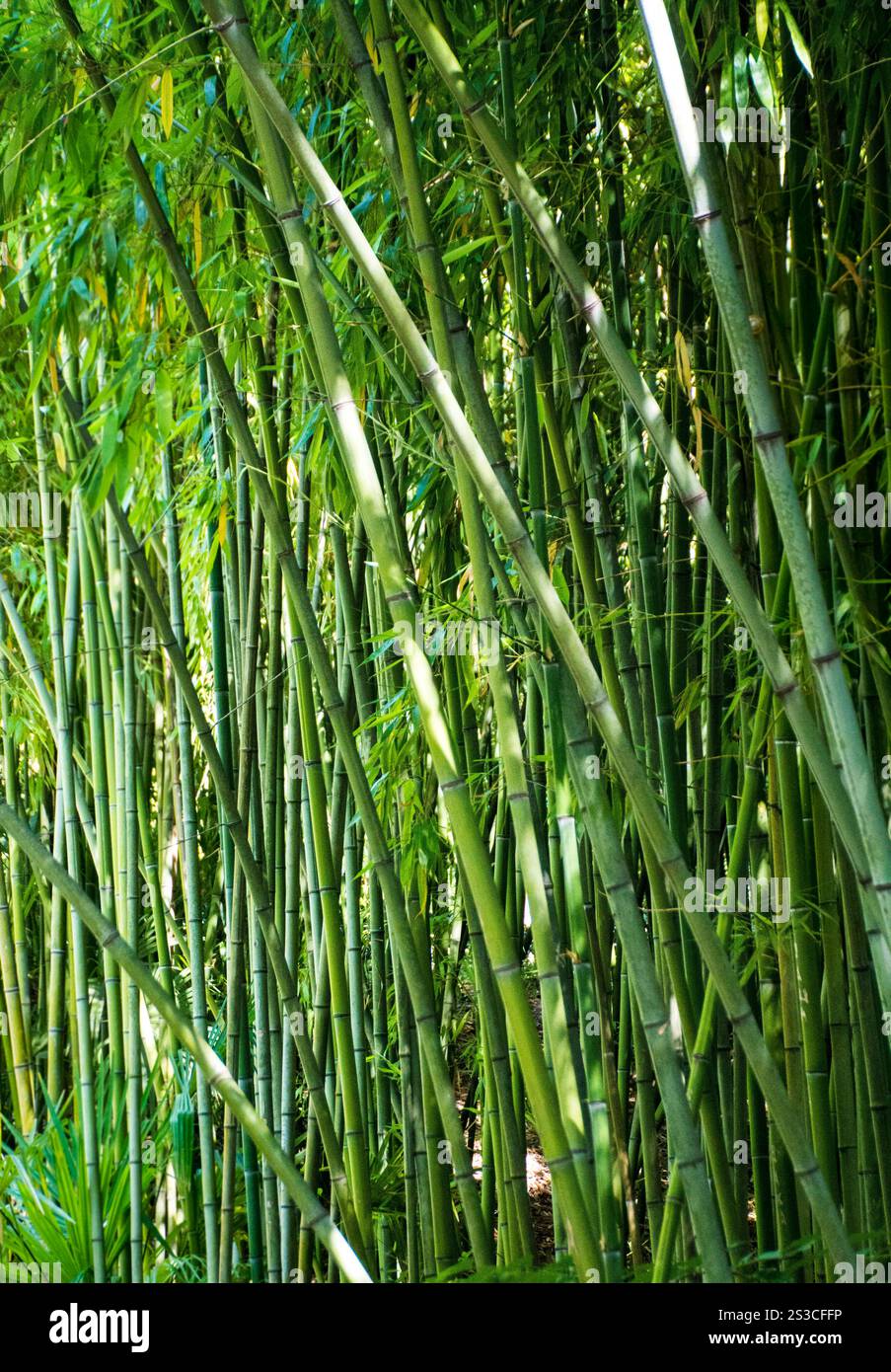 green bamboo forest in asia Stock Photo - Alamy