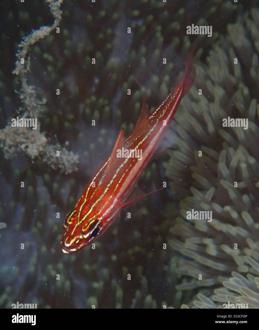 Red-striped Cardinalfish (Ostorhinchus margaritophorus Stock Photo - Alamy