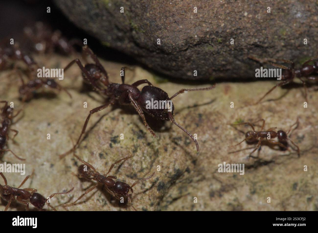 Labidus Army Ants (Labidus Stock Photo - Alamy
