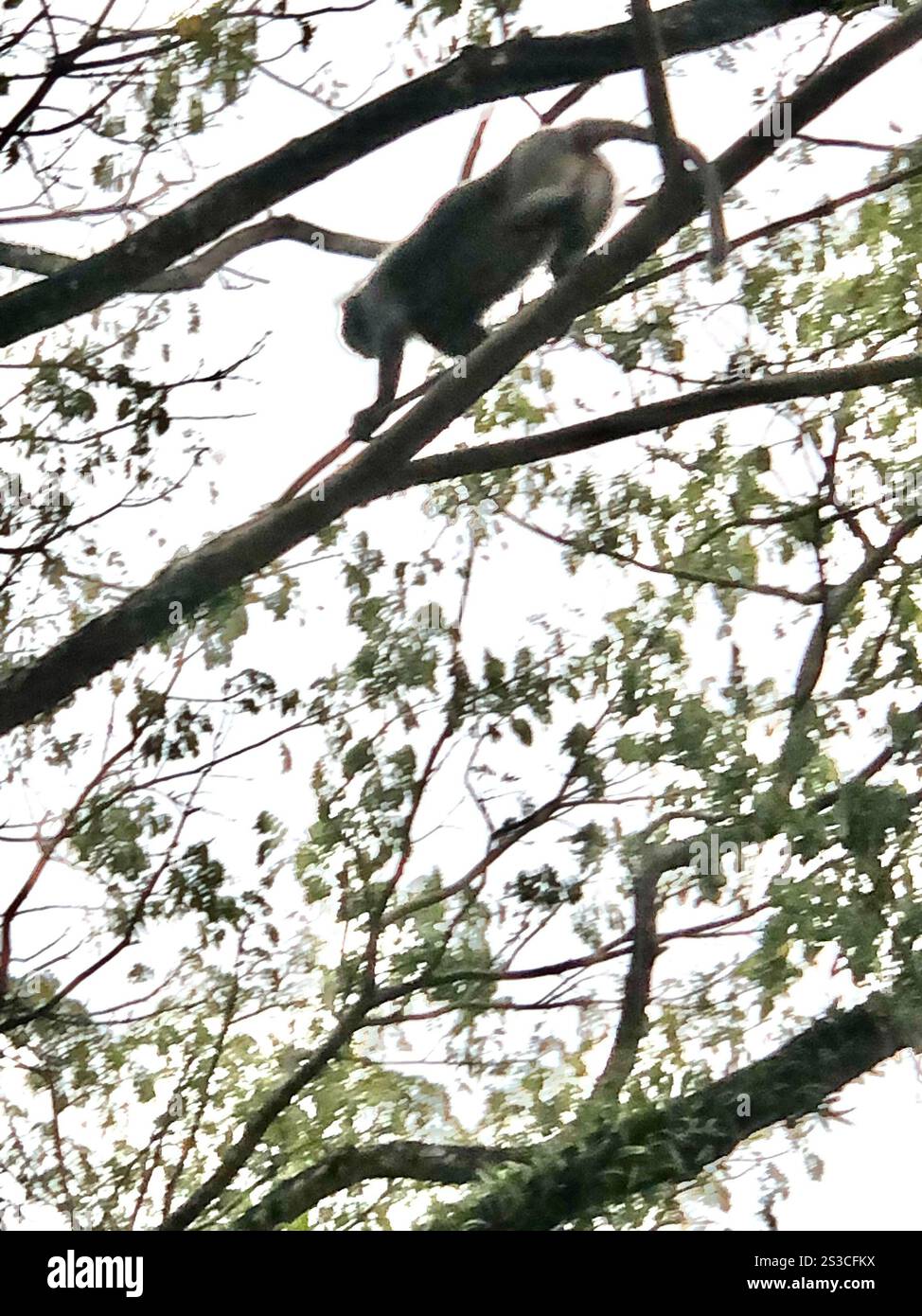 Dusky Leaf Monkey (Trachypithecus obscurus Stock Photo - Alamy