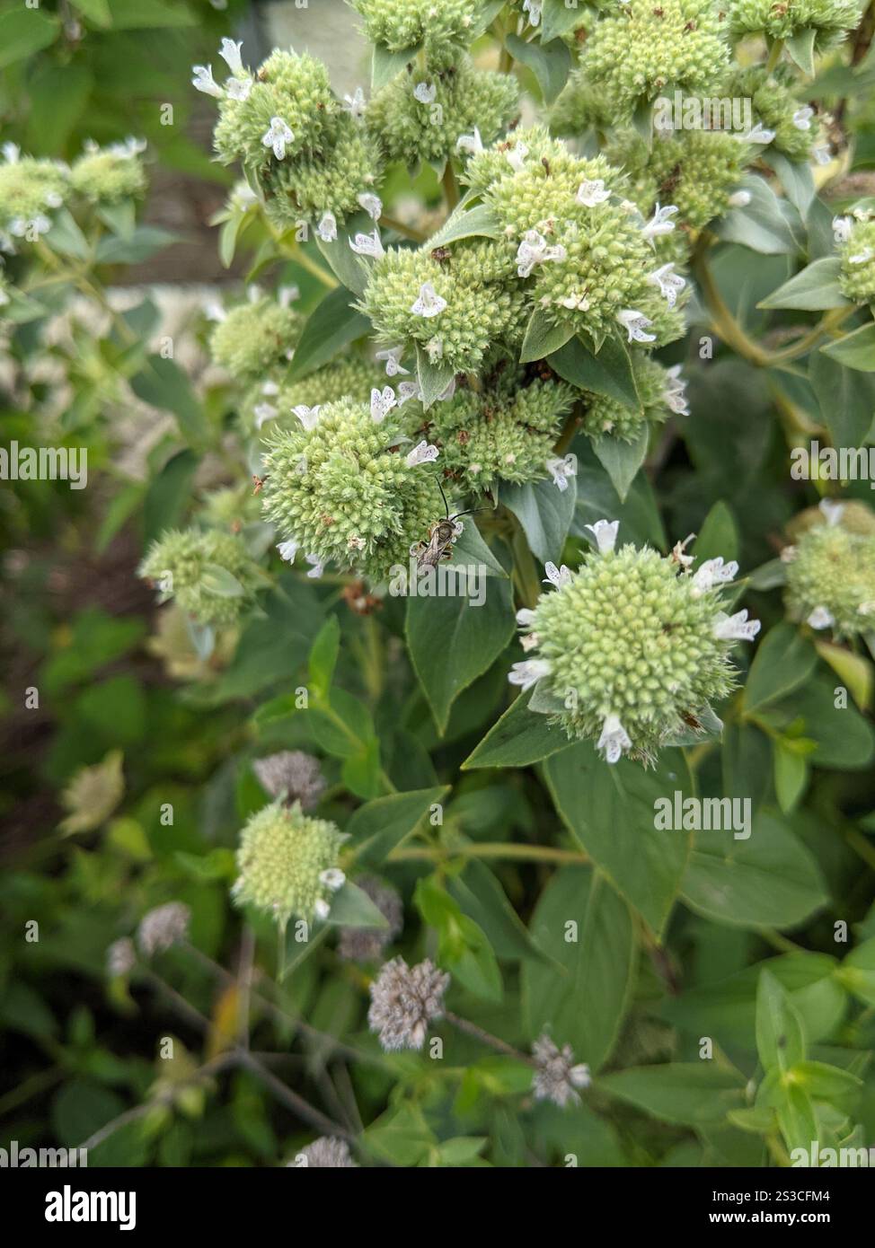 Confusing Furrow Bee (Halictus confusus Stock Photo - Alamy