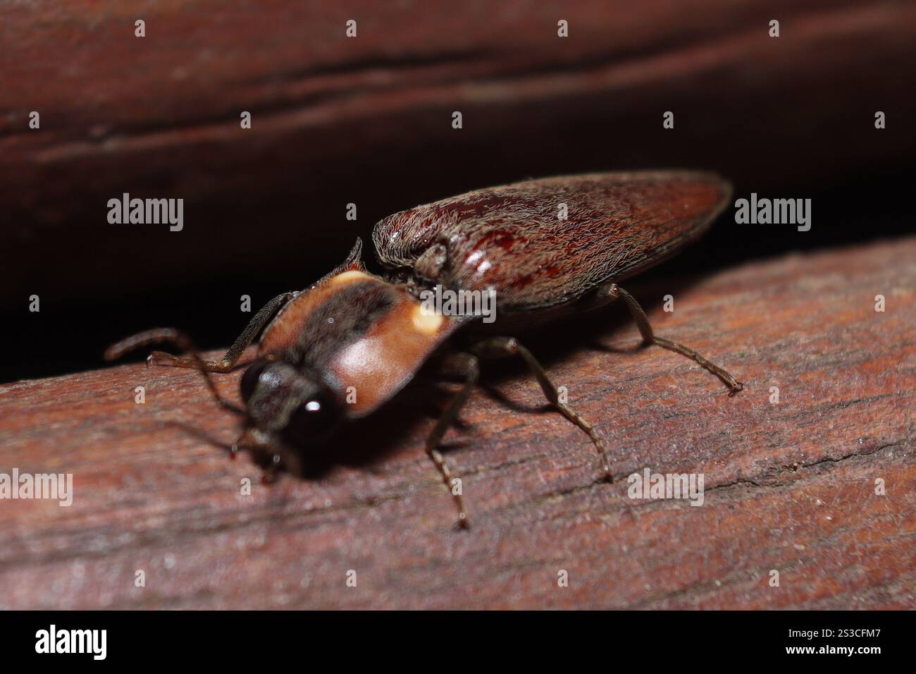 Headlight Beetles (Pyrophorini Stock Photo - Alamy