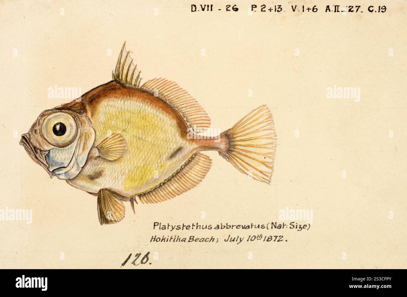 Platystethus abbrevatus, Capromimus abbreviatus, the capro dory, is a ...