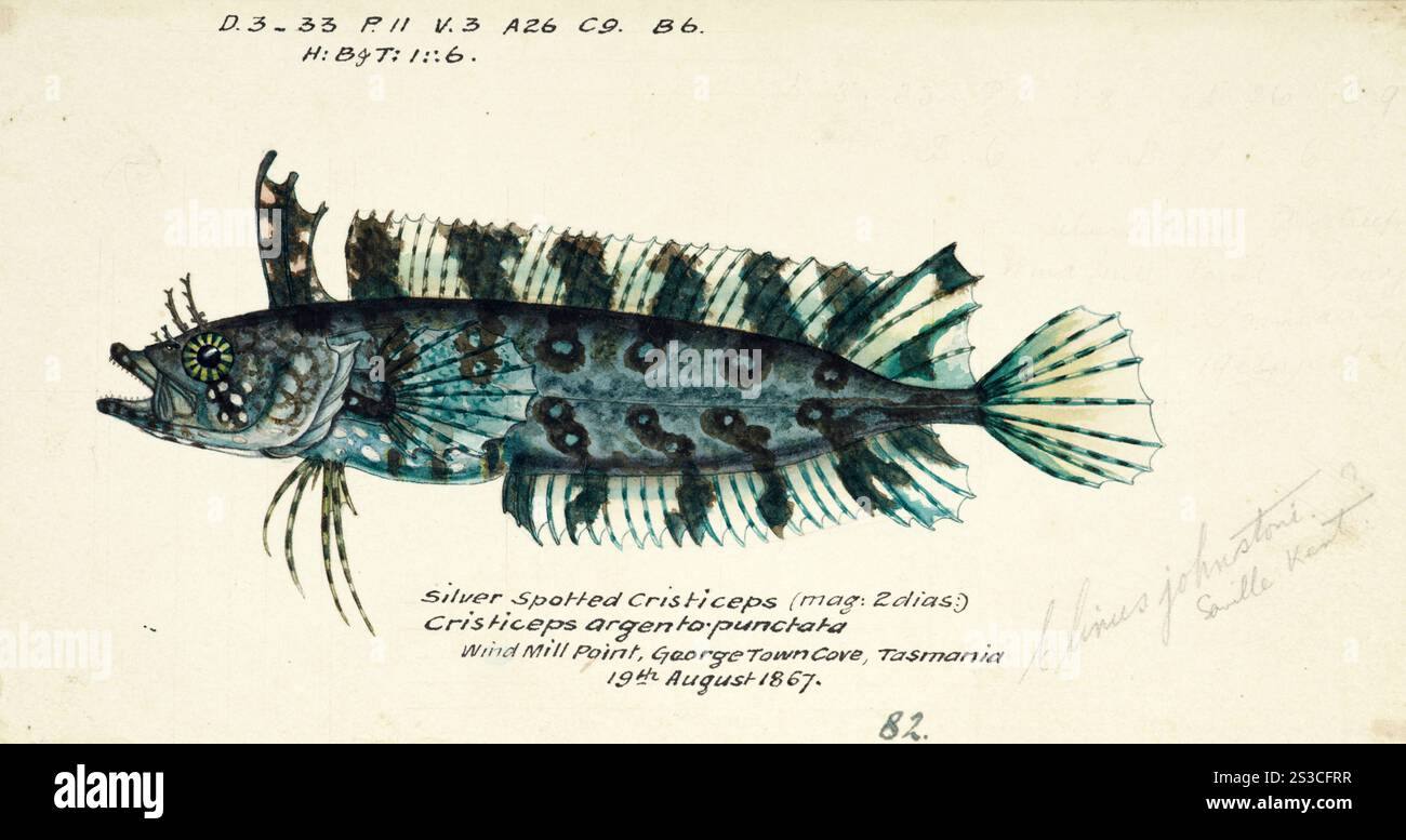 Gattung von Cliniden, Cristiceps sp, daggerhead seabream or dageraad ...