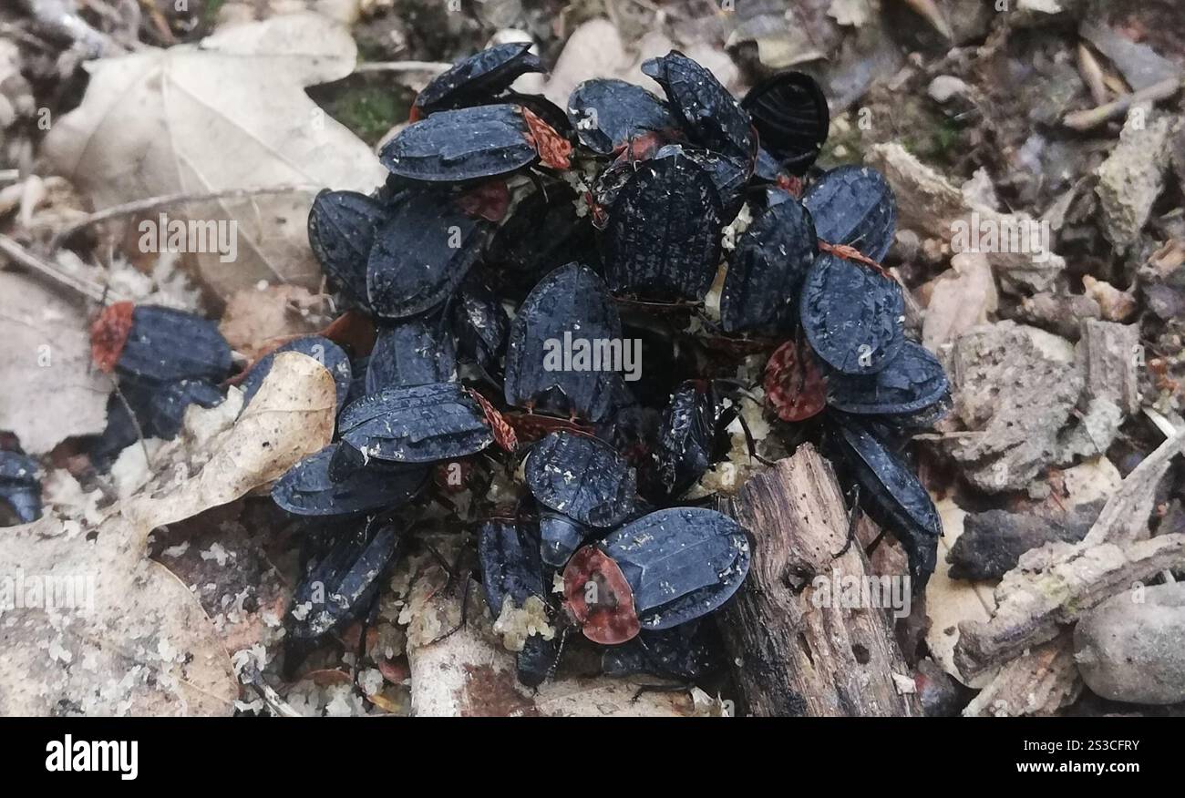 Red-breasted Carrion Beetle (Oiceoptoma thoracicum Stock Photo - Alamy