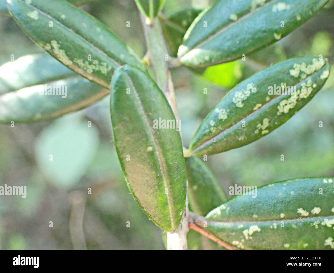 Box Capesweetpea (Podalyria buxifolia Stock Photo - Alamy