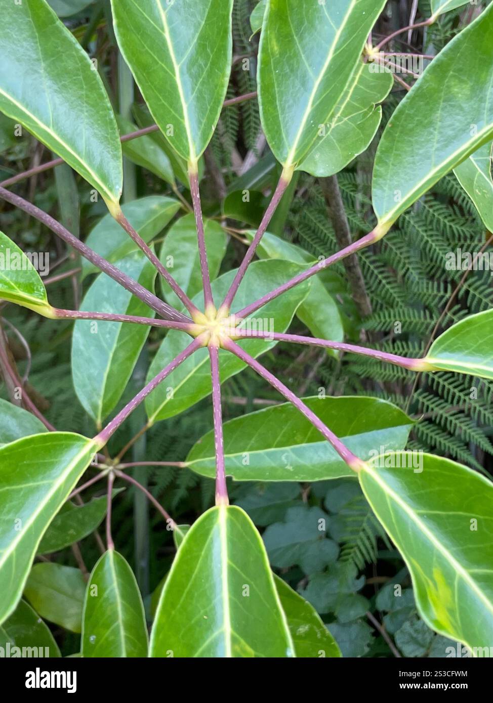 umbrella trees (Heptapleurum Stock Photo - Alamy