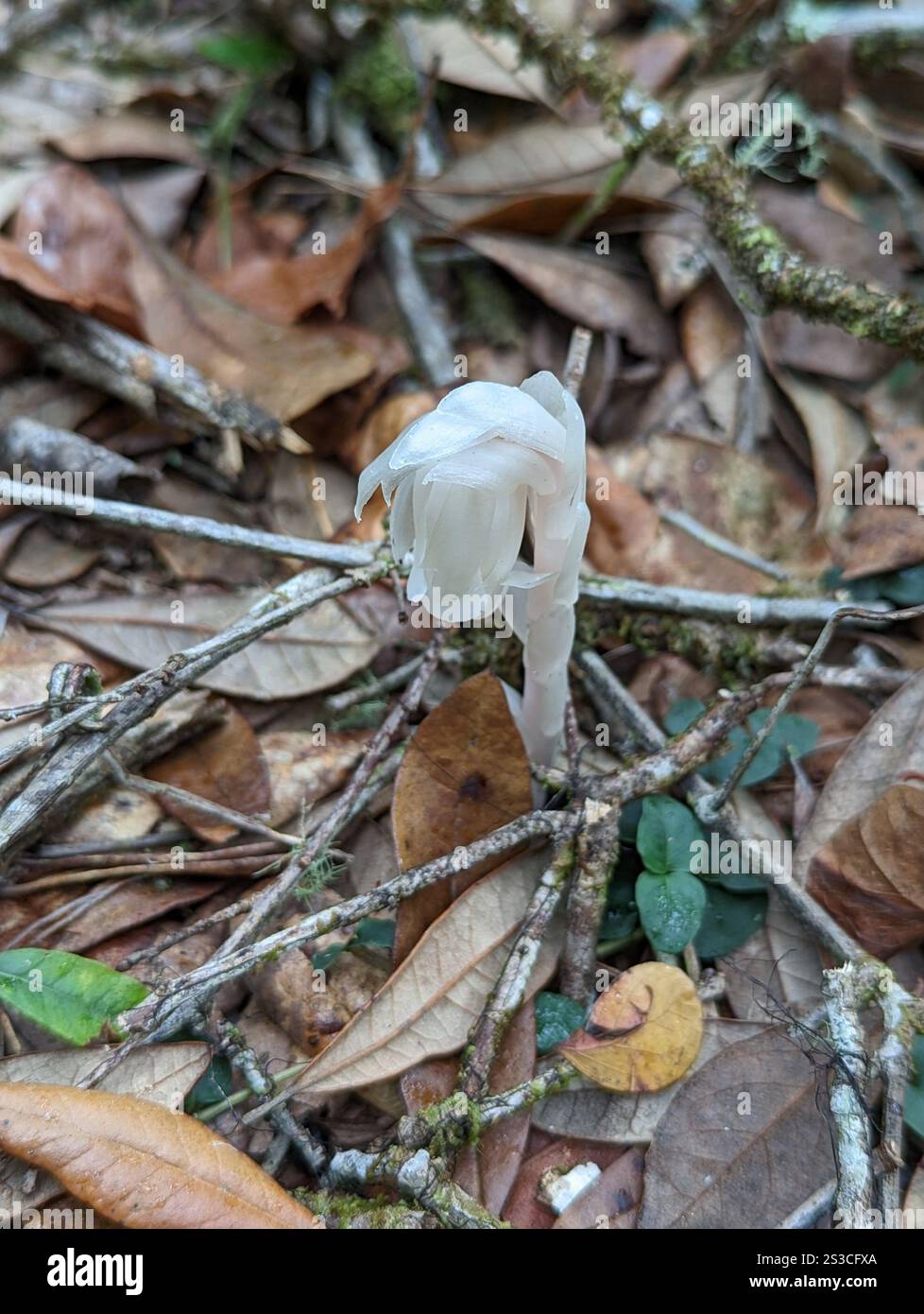 Ghost Pipe (Monotropa uniflora Stock Photo - Alamy