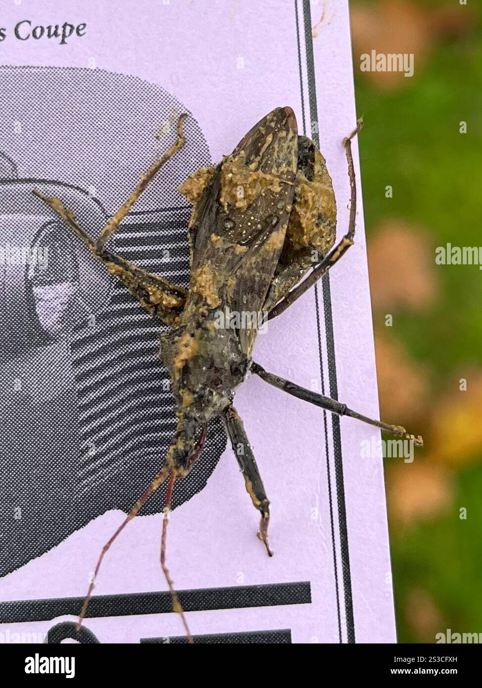 North American Wheel Bug (Arilus cristatus Stock Photo - Alamy