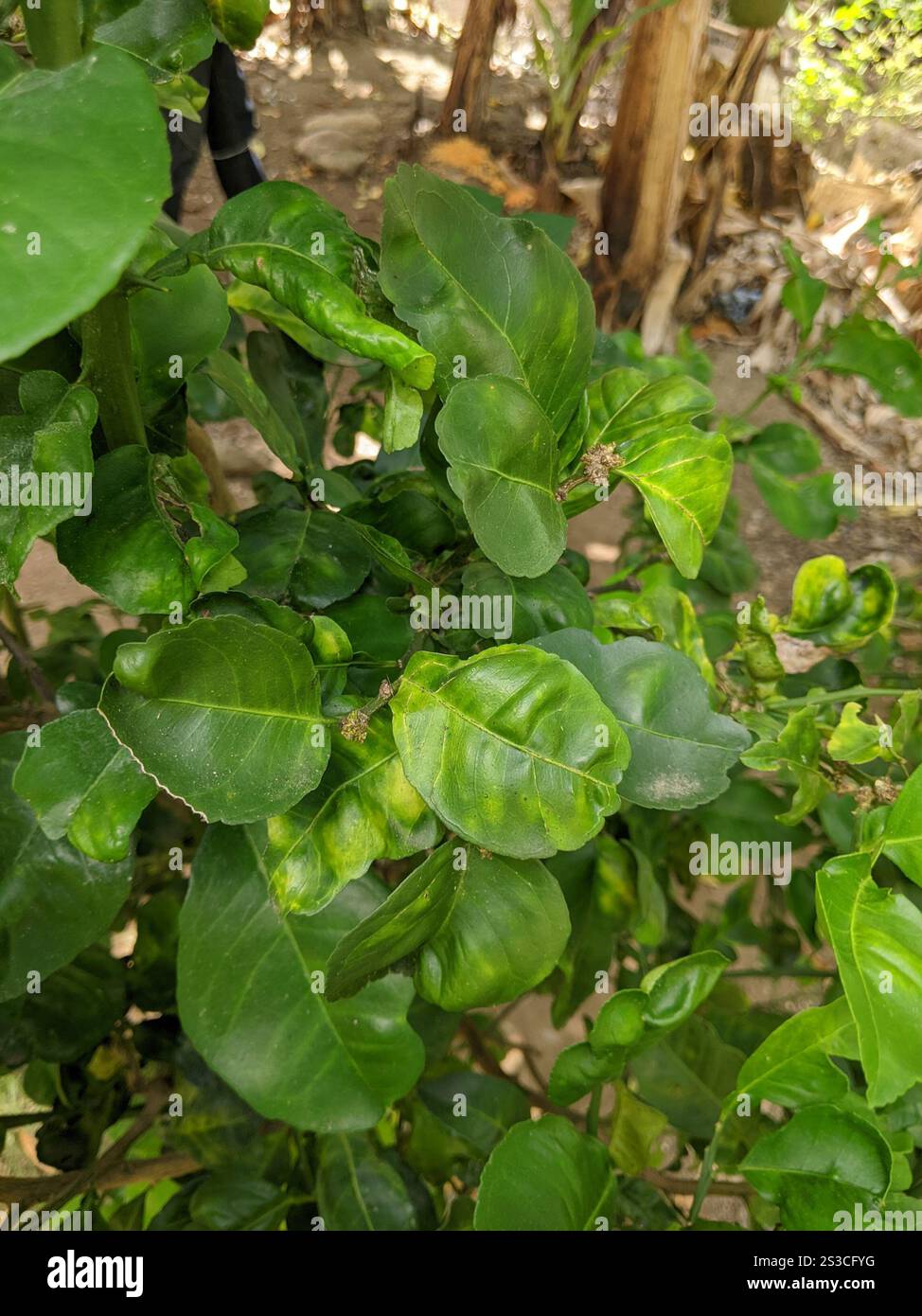 Citrus Bud Mite (Aceria sheldoni Stock Photo - Alamy