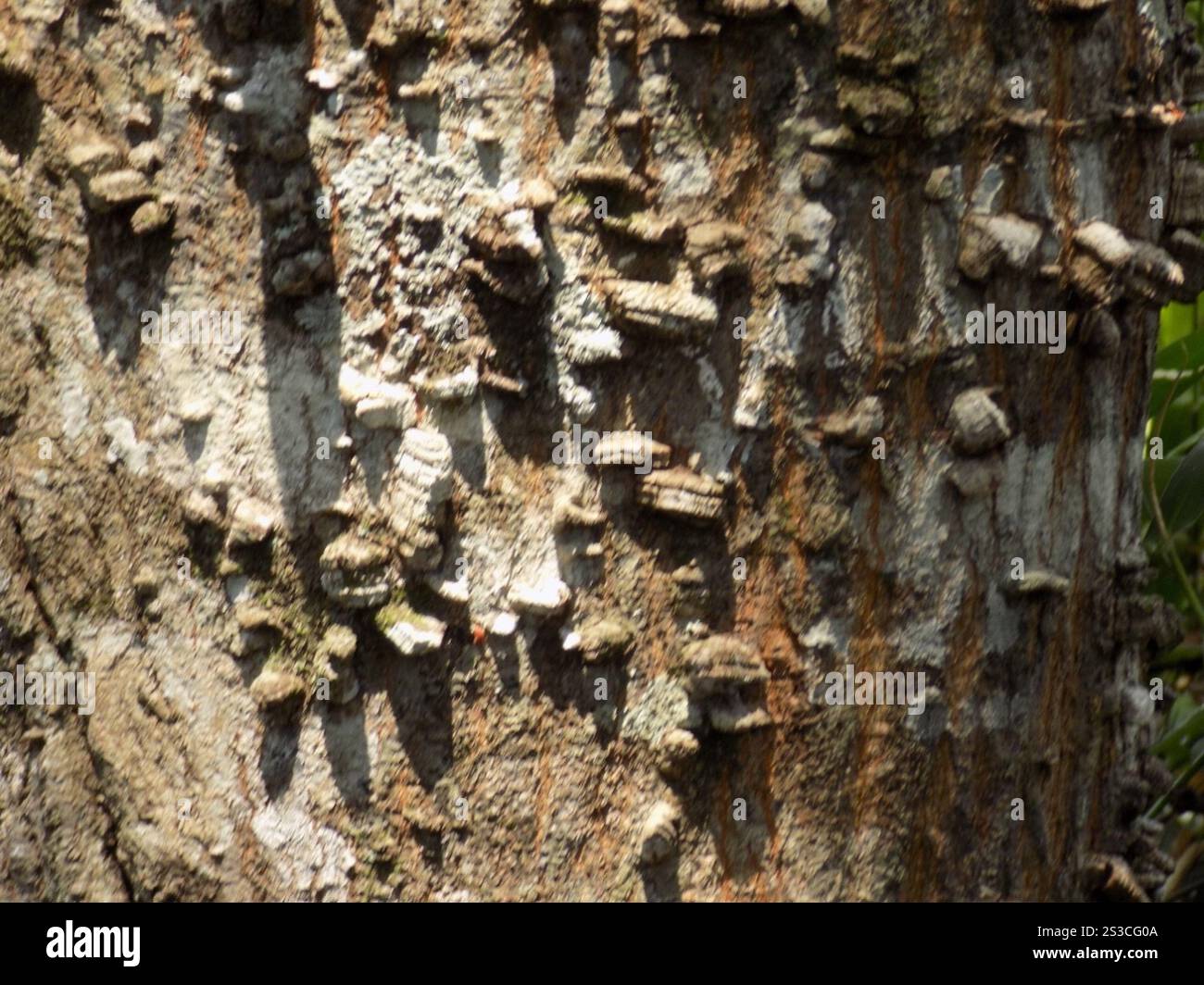 Red Angico (Anadenanthera colubrina Stock Photo - Alamy