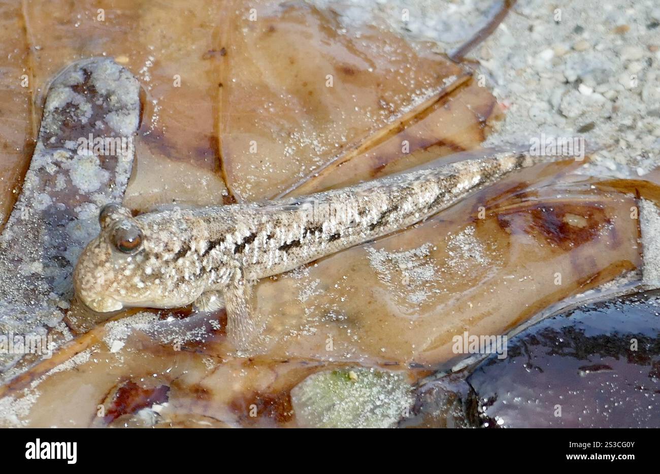 Barred Mudskipper (Periophthalmus argentilineatus Stock Photo - Alamy