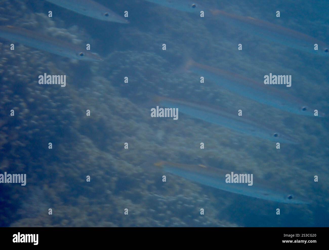 Striped Barracuda (Sphyraena obtusata Stock Photo - Alamy