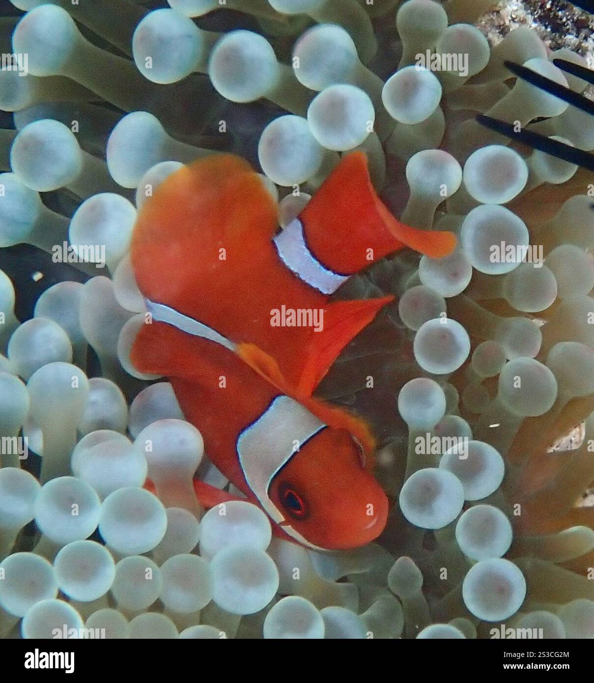 Spine-cheek Clownfish (Amphiprion biaculeatus Stock Photo - Alamy