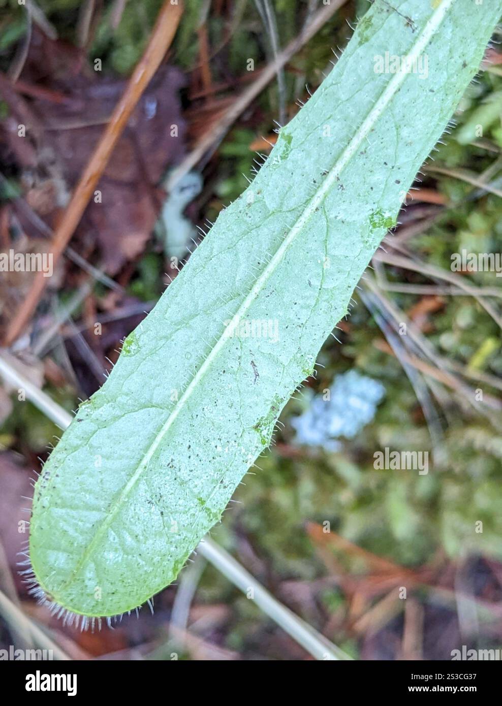 Common Cat's-ear (Hypochaeris radicata Stock Photo - Alamy