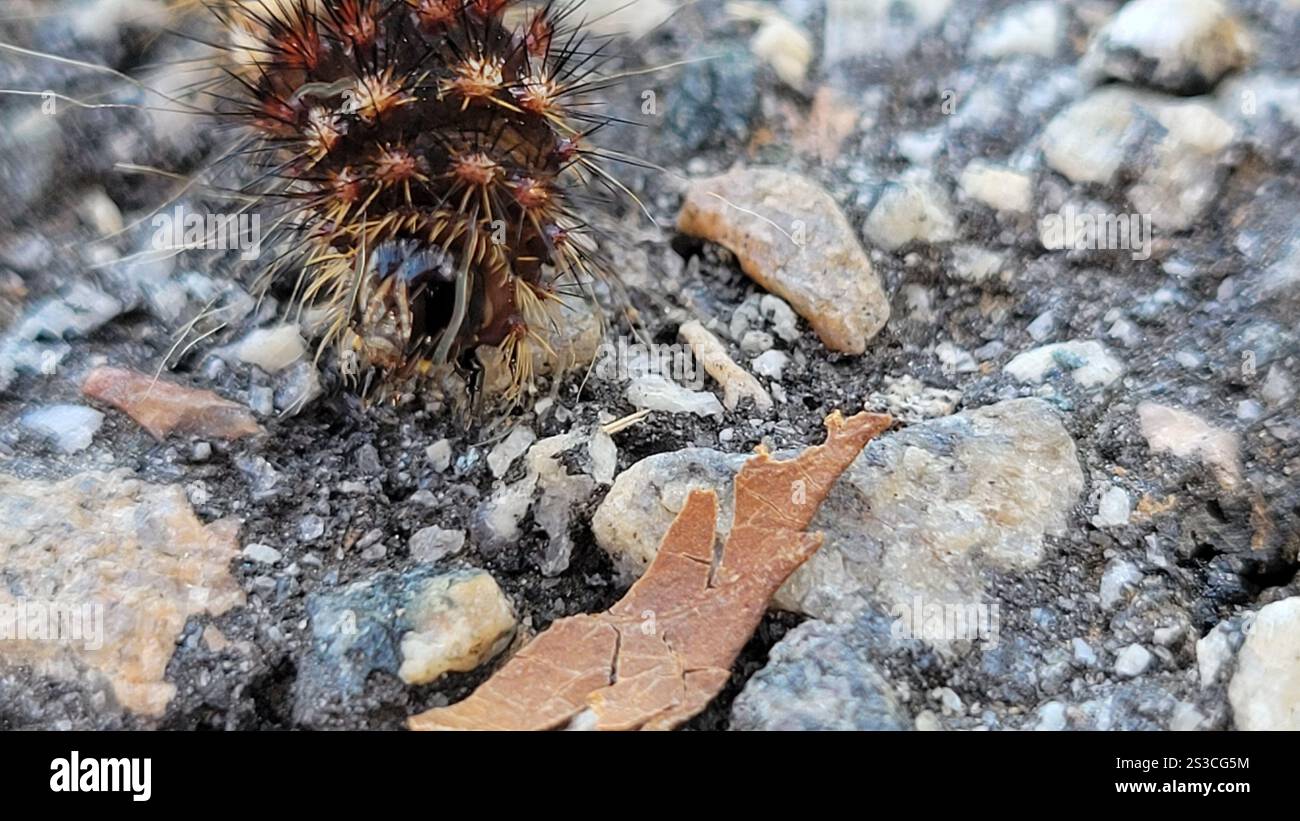 Long-winged Dagger (Acronicta longa Stock Photo - Alamy