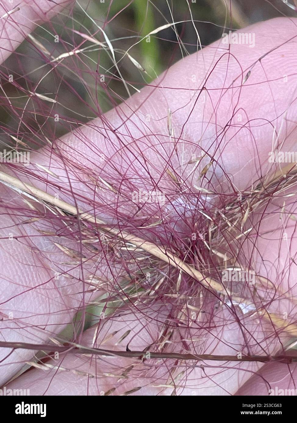 Hairawn Muhly (Muhlenbergia capillaris Stock Photo - Alamy