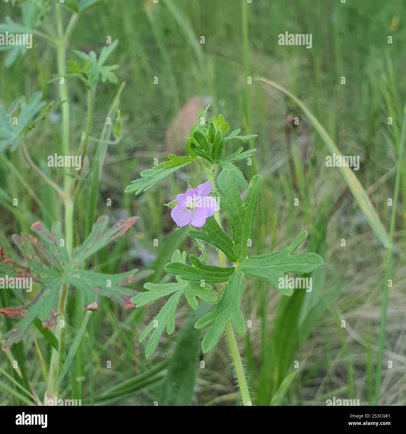 Solander's geranium (Geranium solanderi Stock Photo - Alamy