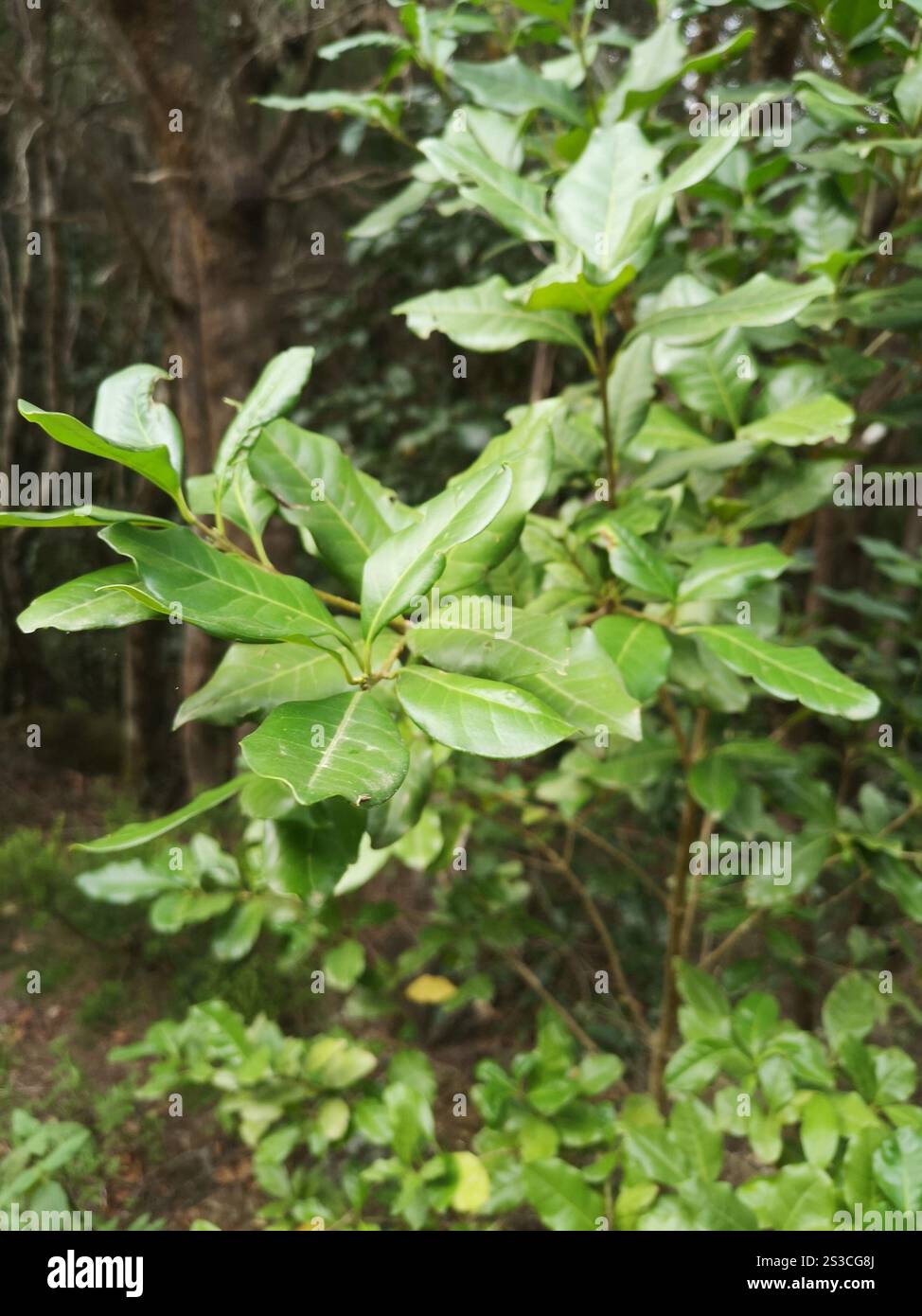 Picconia hi-res stock photography and images - Alamy