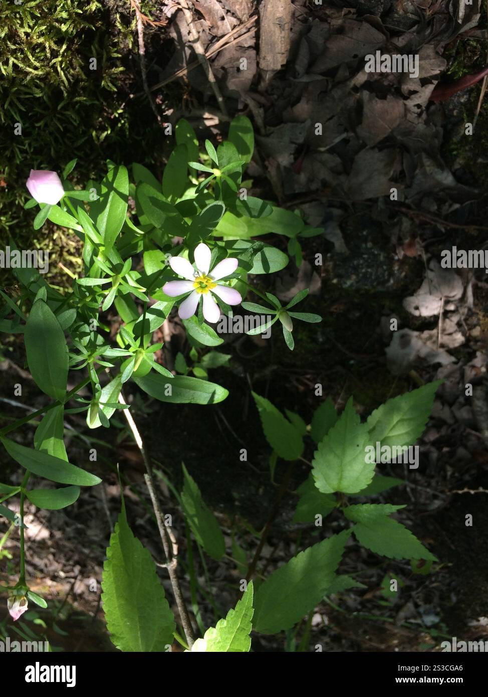 Coastal Rose Gentian (Sabatia calycina Stock Photo - Alamy