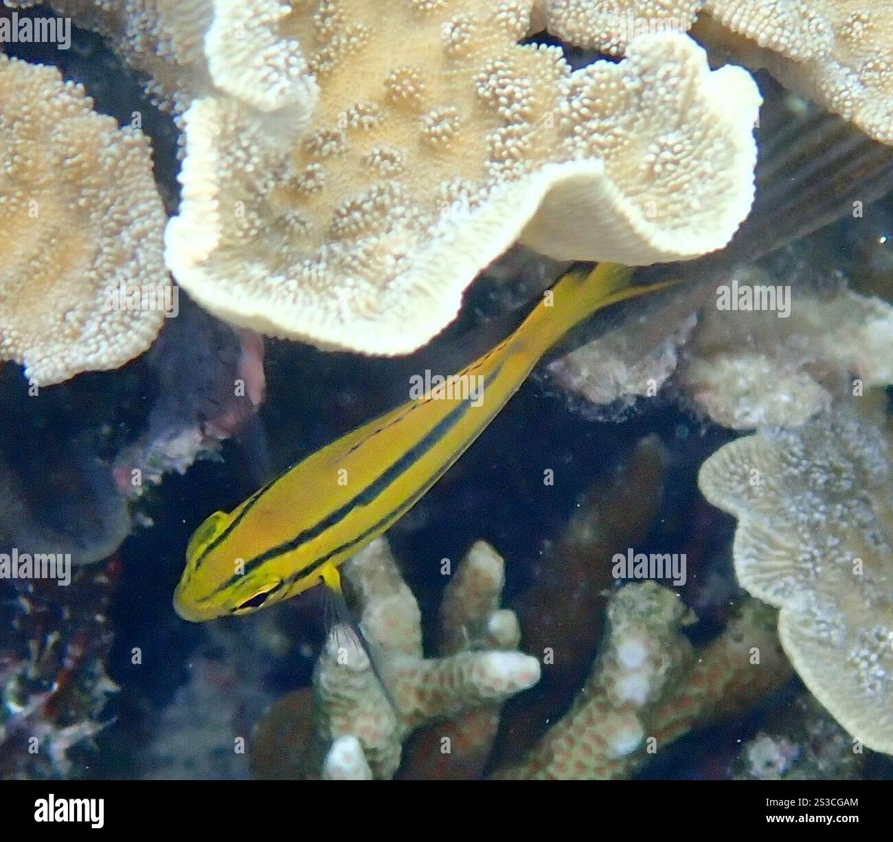 Indo-Pacific Yellowtail Damsel (Neoglyphidodon nigroris Stock Photo - Alamy