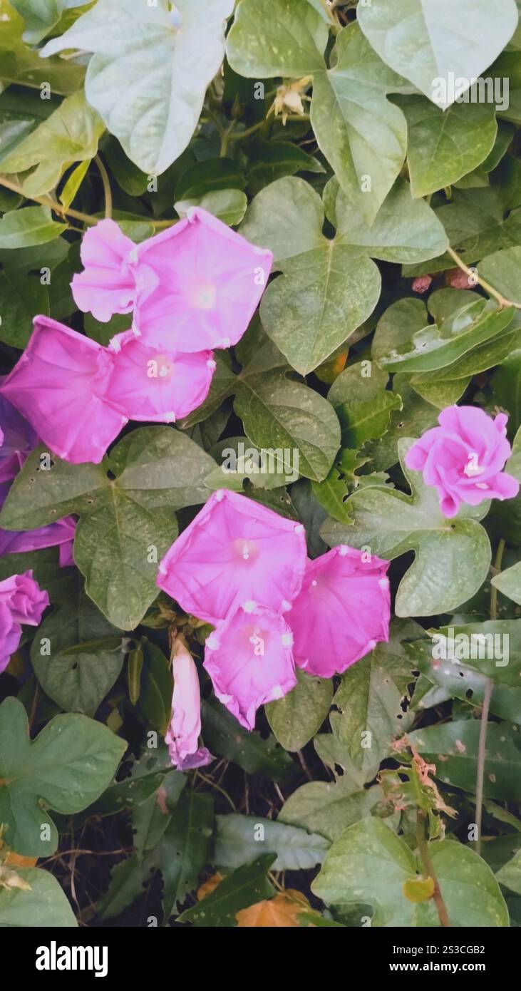 oceanblue morning glory (Ipomoea indica Stock Photo - Alamy