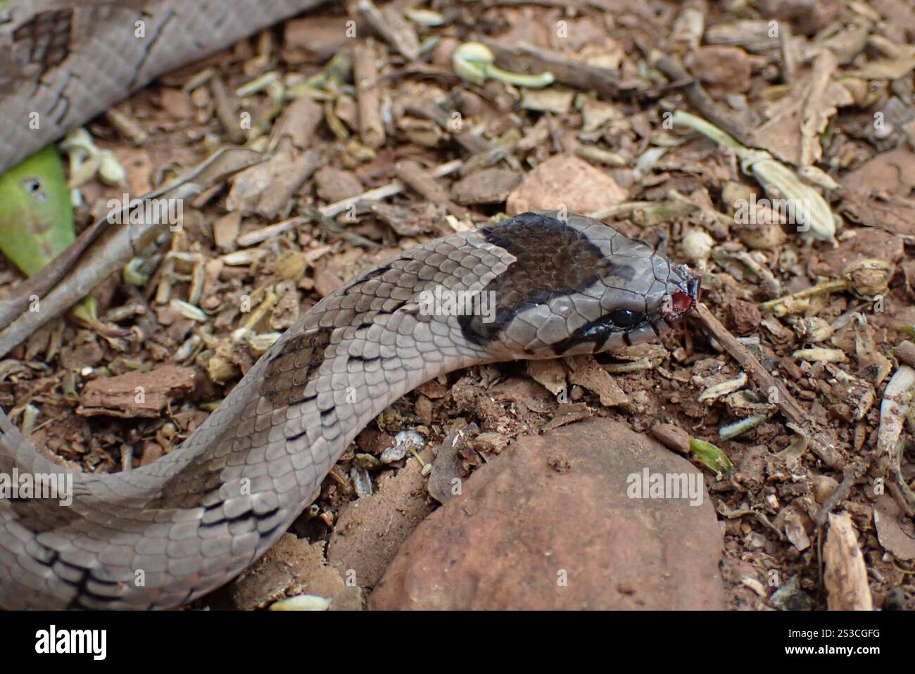 Snouted Night Adder (Causus defilippii Stock Photo - Alamy