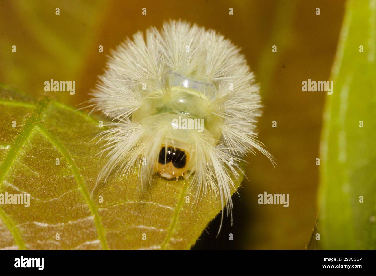 Underwing, Tiger, Tussock, and Allied Moths (Erebidae Stock Photo - Alamy
