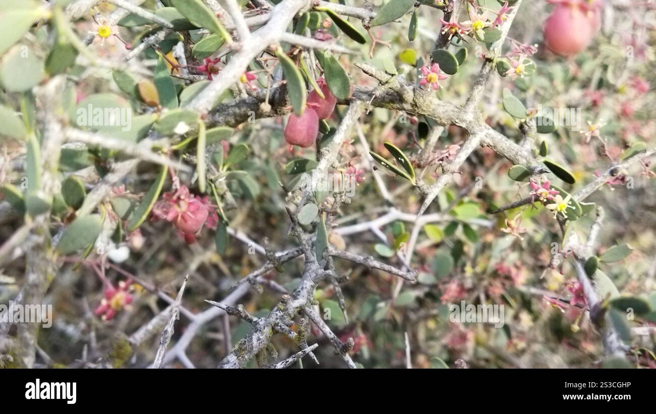 Splint Spike-Thorn (Gloveria integrifolia Stock Photo - Alamy