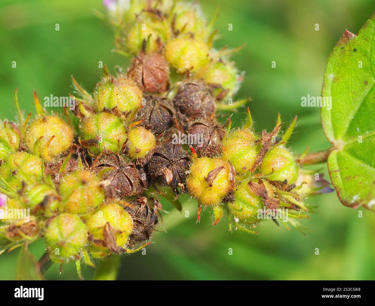 Melochia corchorifolia hi-res stock photography and images - Alamy