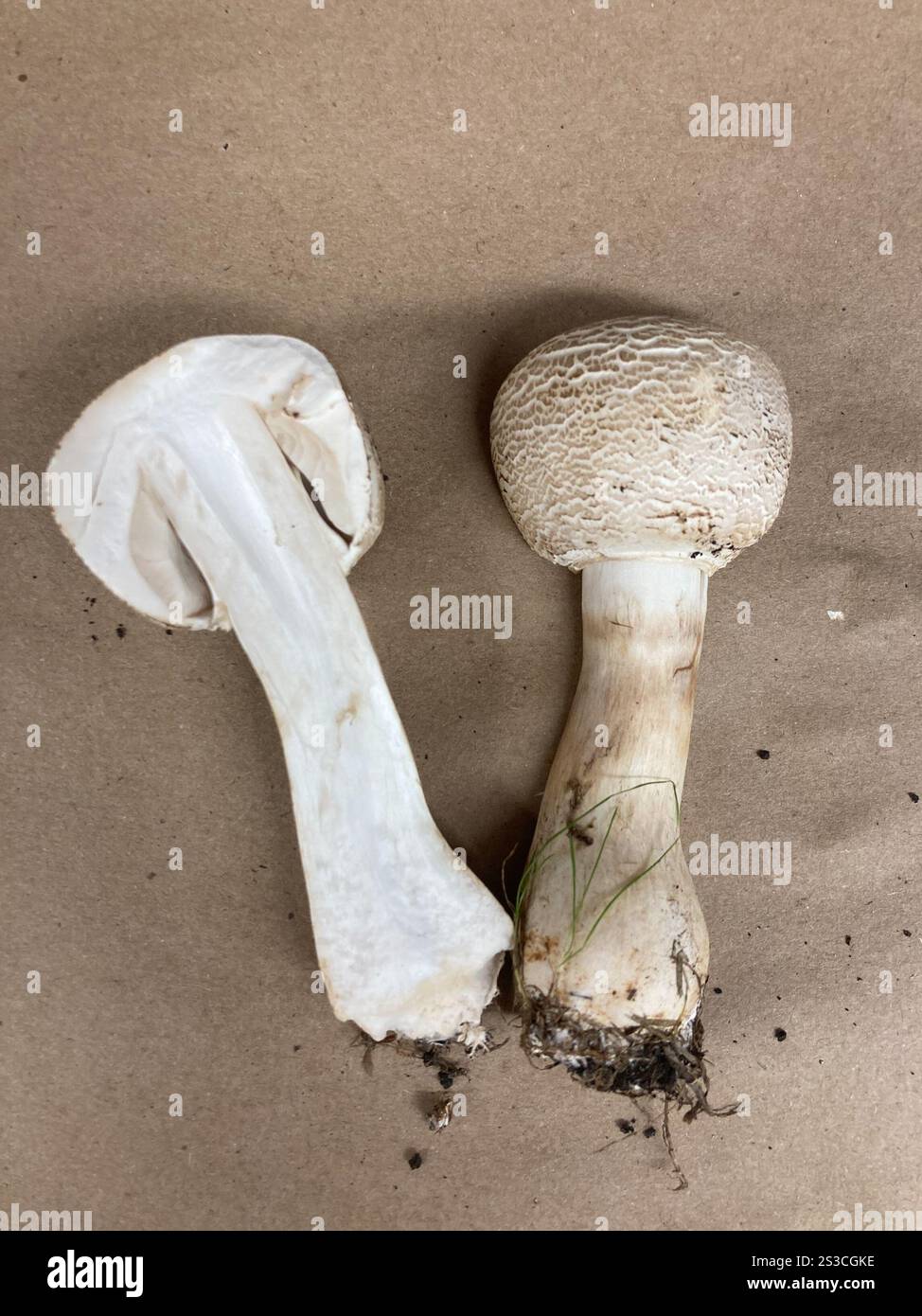 smoky dapperling (Leucoagaricus barssii Stock Photo - Alamy