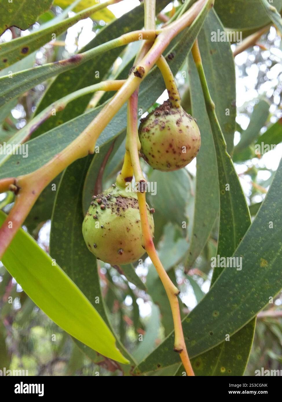 Golden Wattle Gall Wasp (Trichilogaster signiventris Stock Photo - Alamy