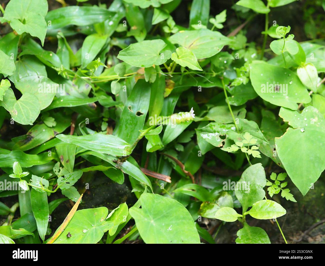 Large Bract Murdannia (Murdannia bracteata Stock Photo - Alamy