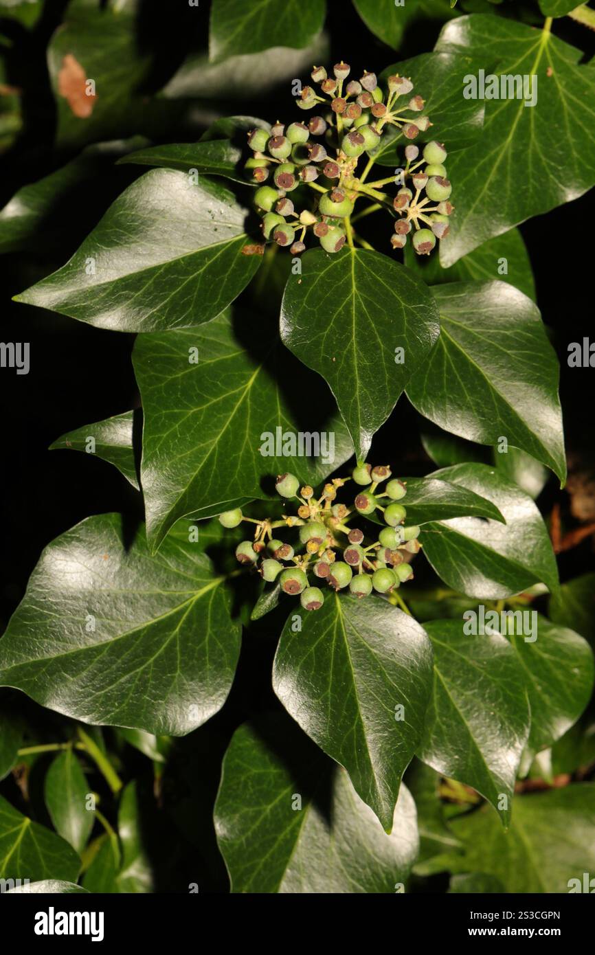 common ivy (Hedera helix Stock Photo - Alamy