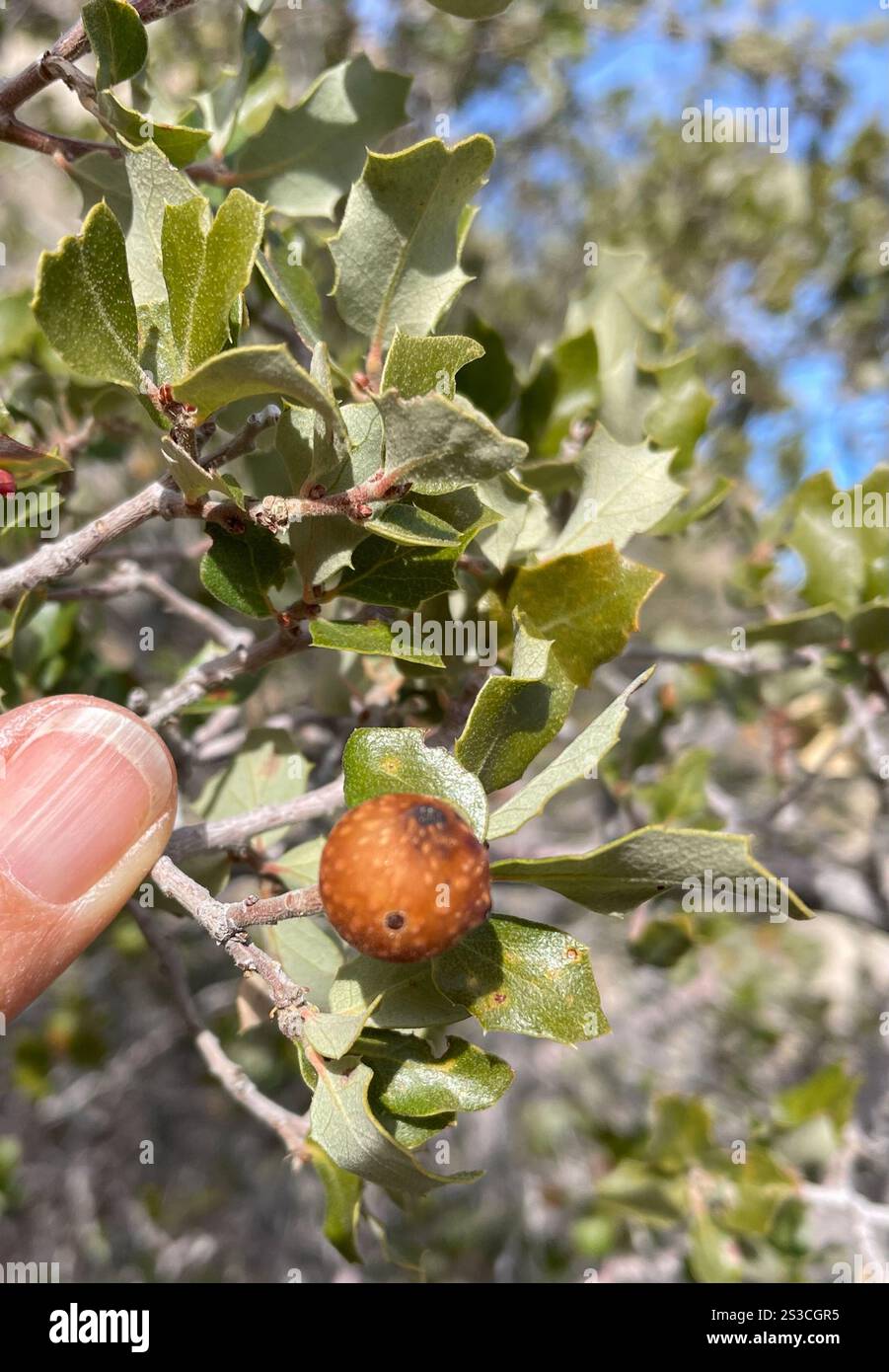 Beaked Twig Gall Wasp (Burnettweldia plumbella Stock Photo - Alamy