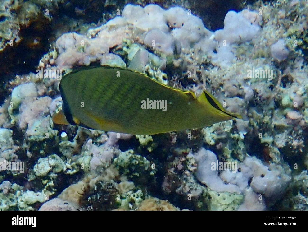 Lattice Butterflyfish (Chaetodon rafflesii Stock Photo - Alamy