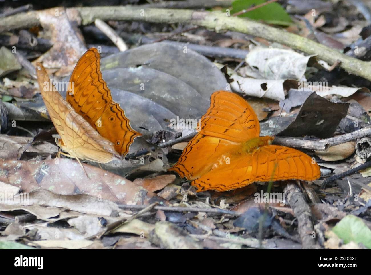 (Vindula dejone celebensis Stock Photo - Alamy