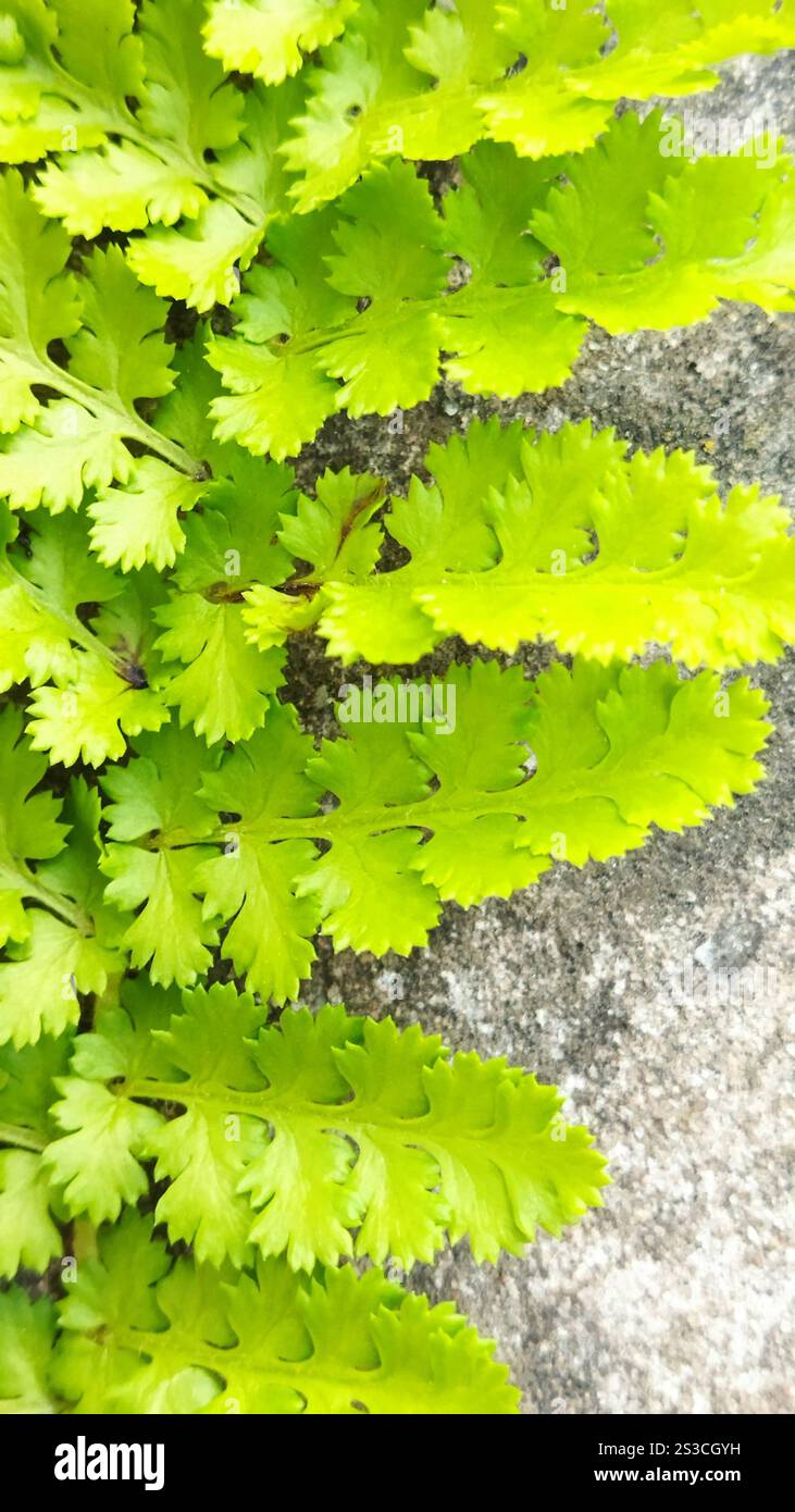 Scented Fern (Anemia afrorum Stock Photo - Alamy