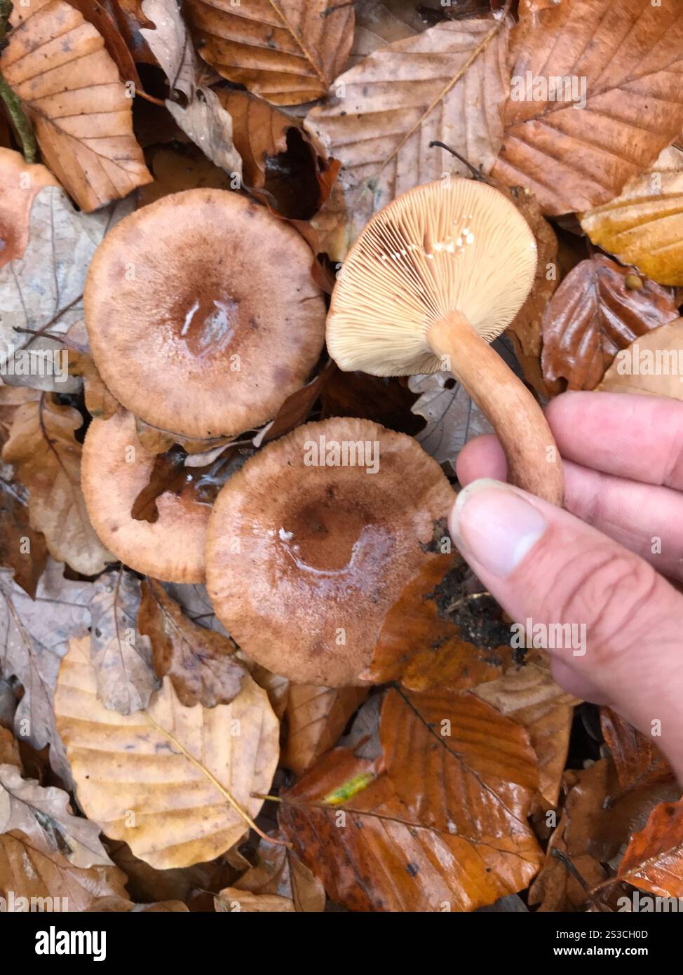 Oakbug Milkcap (Lactarius quietus Stock Photo - Alamy