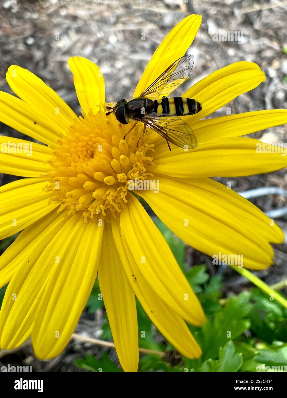 Long-tailed Aphideater Complex (Eupeodes americanus Stock Photo - Alamy