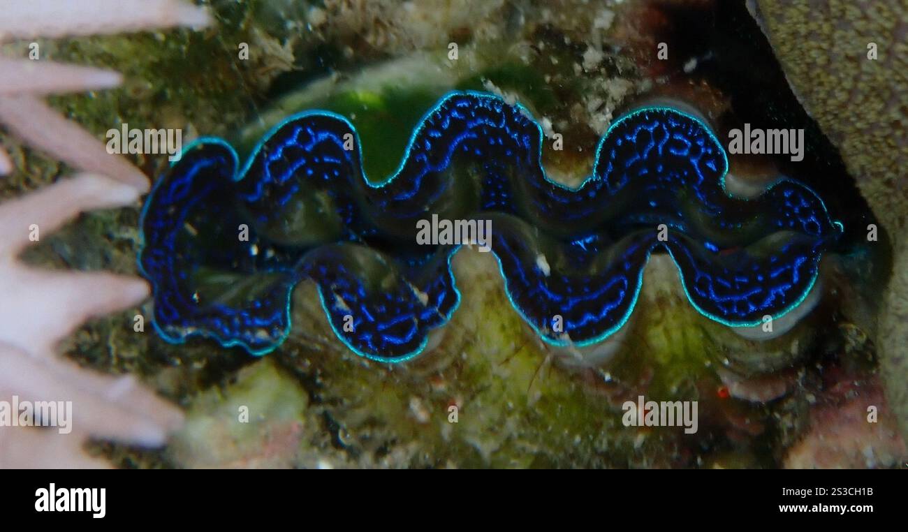Crocea giant clam hi-res stock photography and images - Alamy