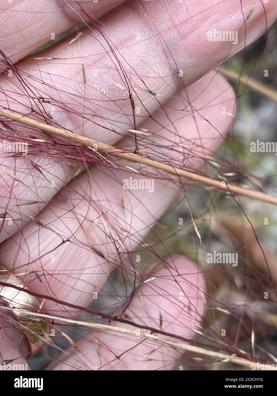 Hairawn Muhly (Muhlenbergia capillaris Stock Photo - Alamy
